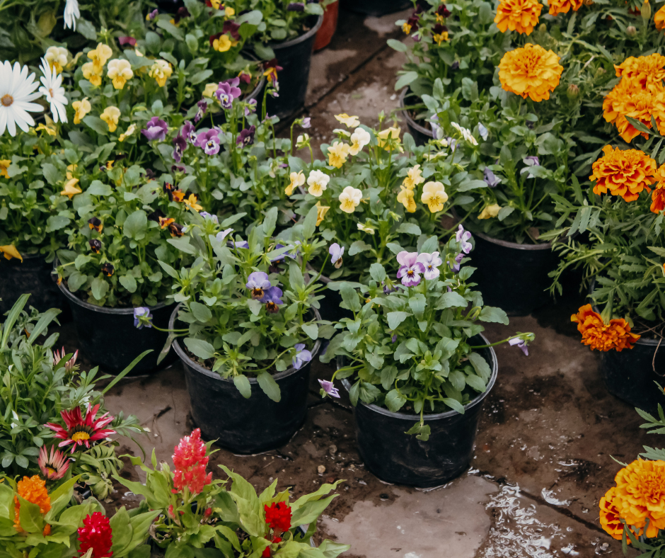 Flower Seeds – Sow Me Seeds