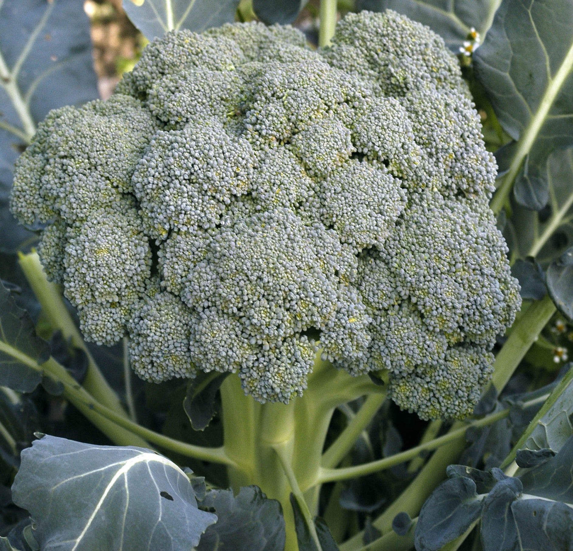 Broccoli – Sow Me Seeds