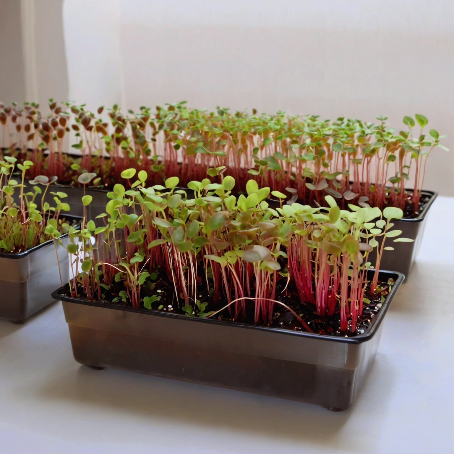 Swiss Chard Seeds - Ruby Red - Microgreens – Sow Me Seeds