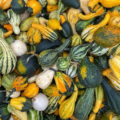 Small Mix Gourd Seeds – Colorful Ornamental Variety | Sow Me Seeds