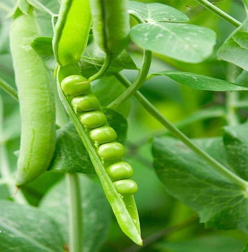 Lincoln Pea – Heirloom Vegetable Garden Seeds – Sow Me Seeds